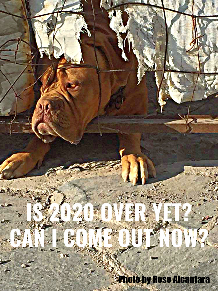 Of memes, Moppit and dog-on-dog mayhem | Musings, Magic, San Miguel and ...