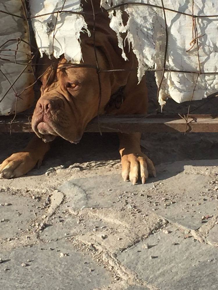 Of memes, Moppit and dog-on-dog mayhem | Musings, Magic, San Miguel and ...